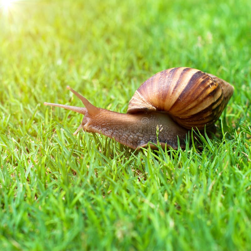 Snail in the Garden on the Grass Stock Image - Image of grass, shiny ...