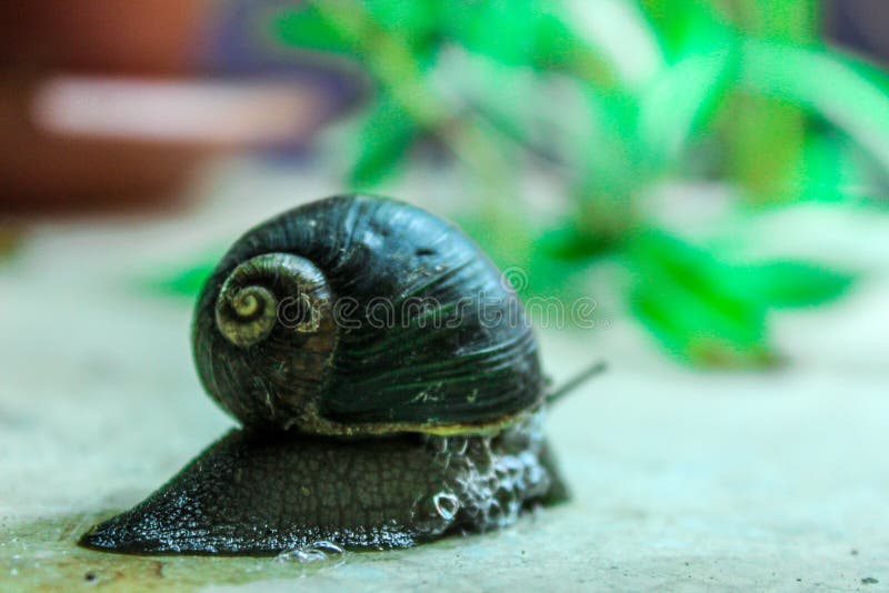 Snail stock image. Image of backyard, helix, close, isolate - 91598611