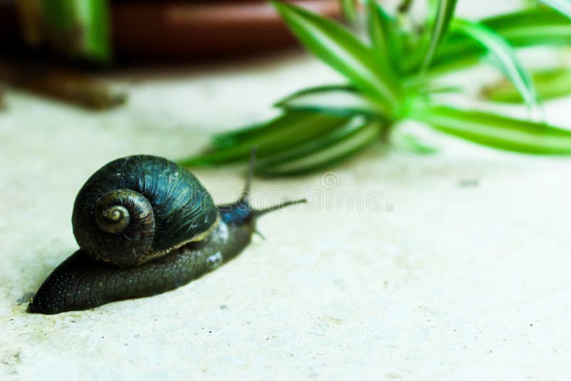 Snail stock photo. Image of common, pest, isolated, garden - 91598804