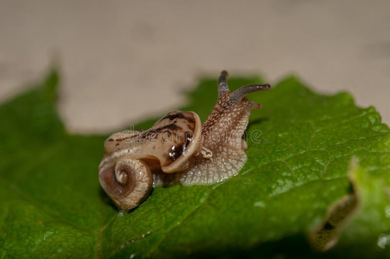 Snail in the Garden without Shell Stock Image - Image of slow, summer ...