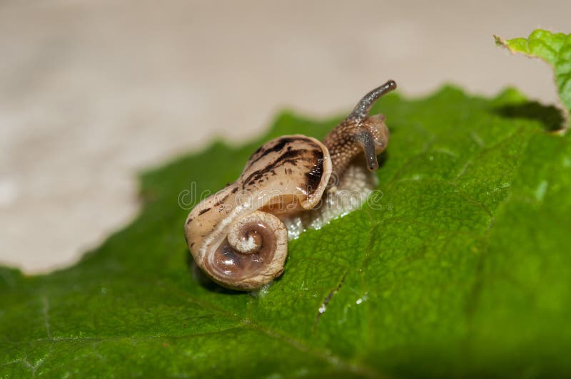 Snail in the Garden without Shell Stock Image - Image of environment ...