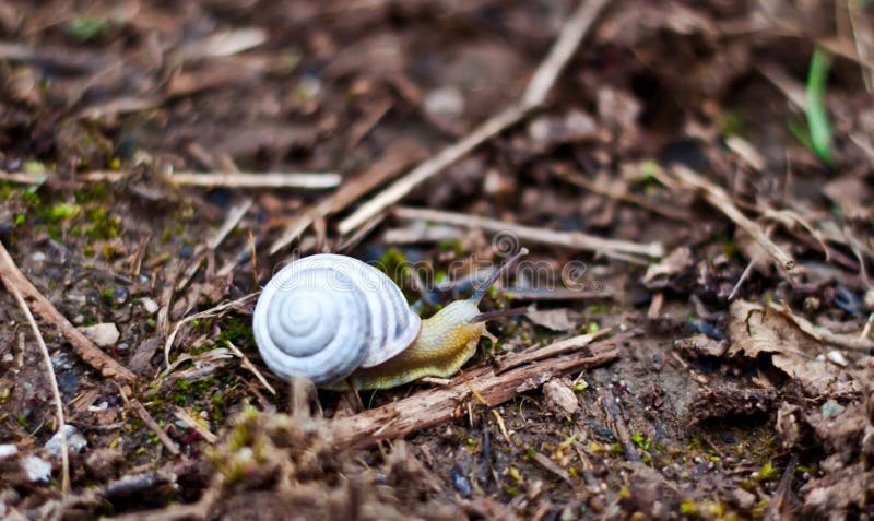 Snail in the garden stock image. Image of park, landscape - 100749529