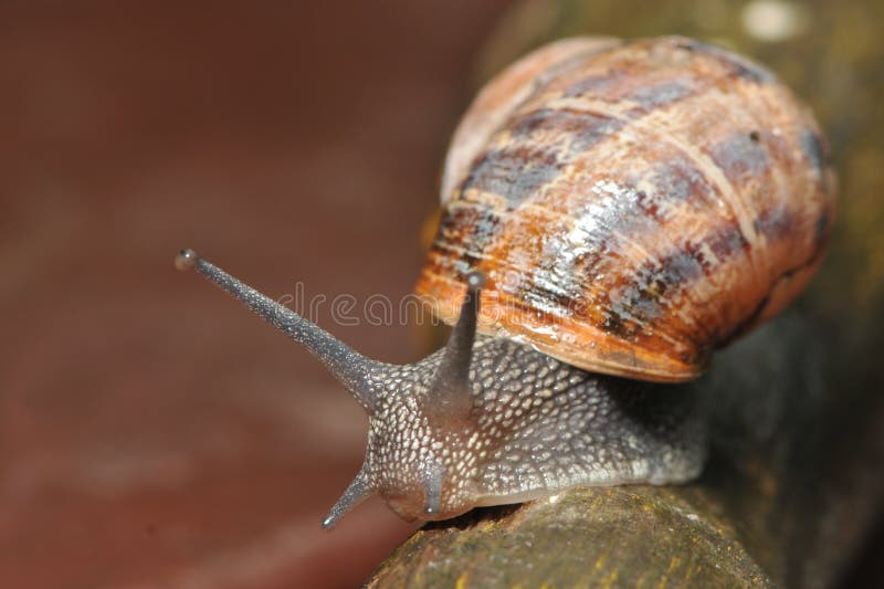 Snail on Garden Tools in the Rain Stock Photo - Image of garden ...
