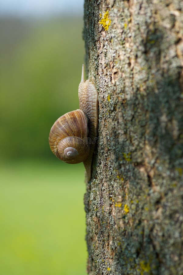Snail in the Garden on a Tree Stock Photo - Image of animal, food: 53671072