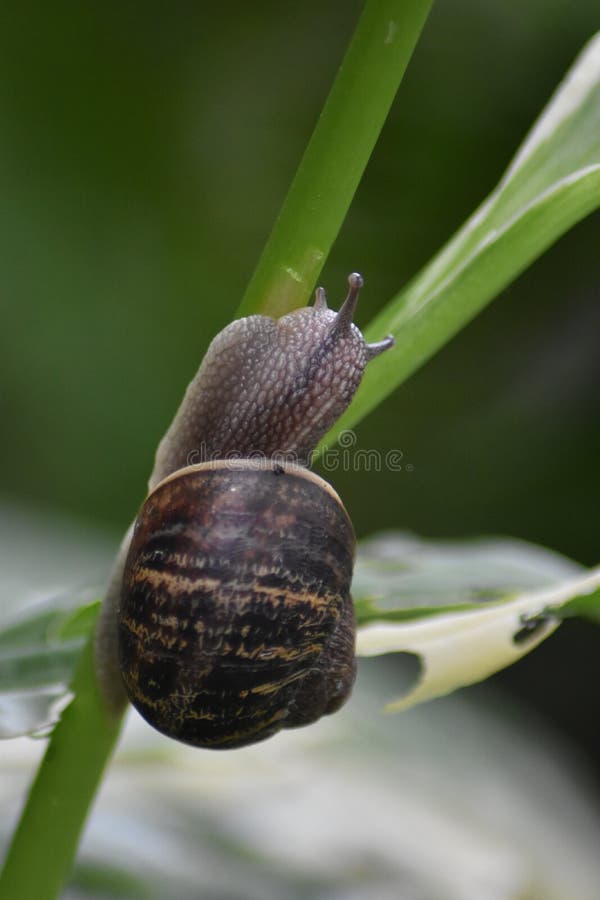 Snail (Gastropoda) stock image. Image of close, grid - 268275947