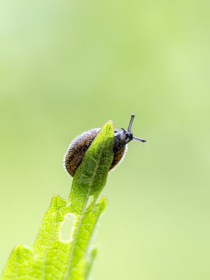 German hairy snail stock image. Image of terrestrial - 27645715