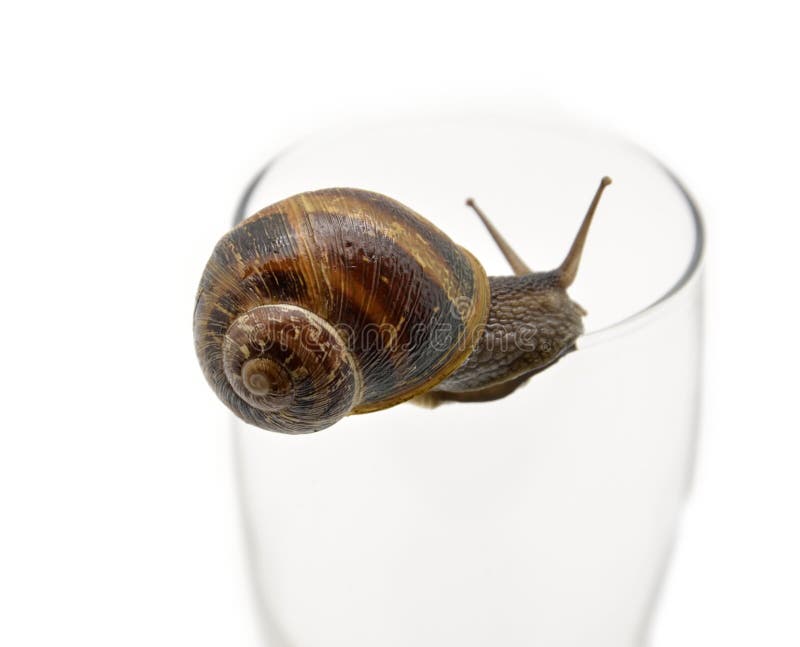 Snail stock image. Image of shell, crawling, side, antenna - 33798045