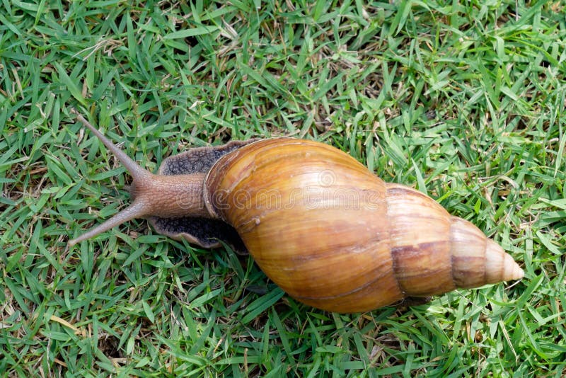 Snail on glass top view stock image. Image of food, closeup - 54294631