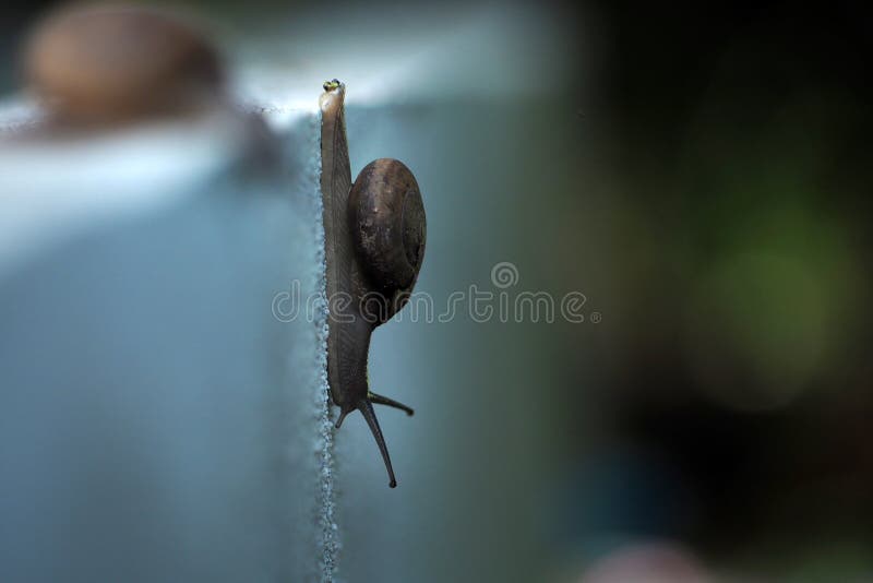 Snail go down stock image. Image of leaf, crawling, slow - 80520429