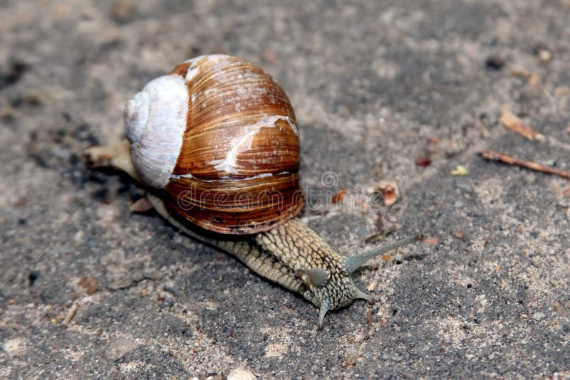 Snail stock photo. Image of wildlife, home, park, animal - 97427856