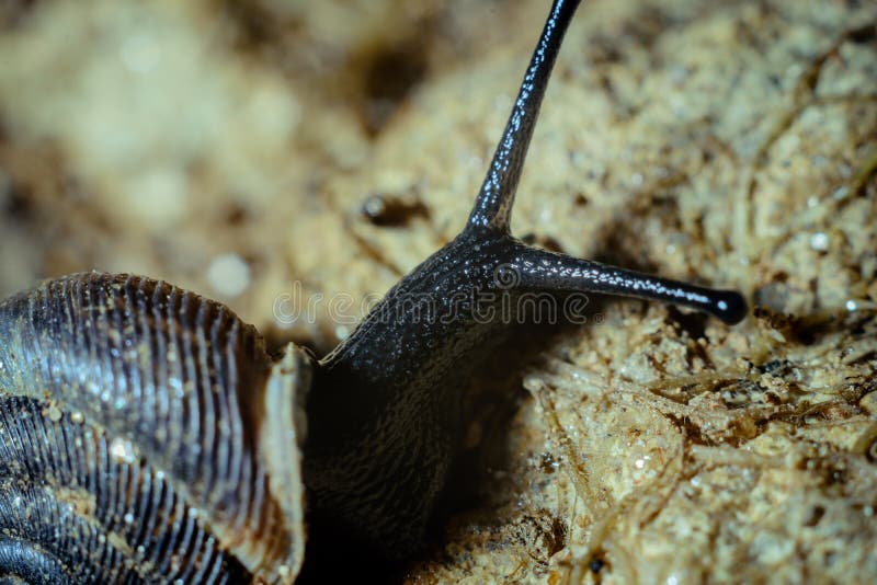 Snail stock photo. Image of light, speed, home, slow - 70234994