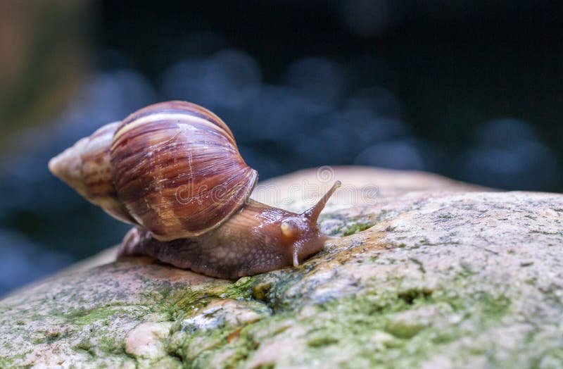 Snail stock photo. Image of size, telescope, stalk, nice - 47387662