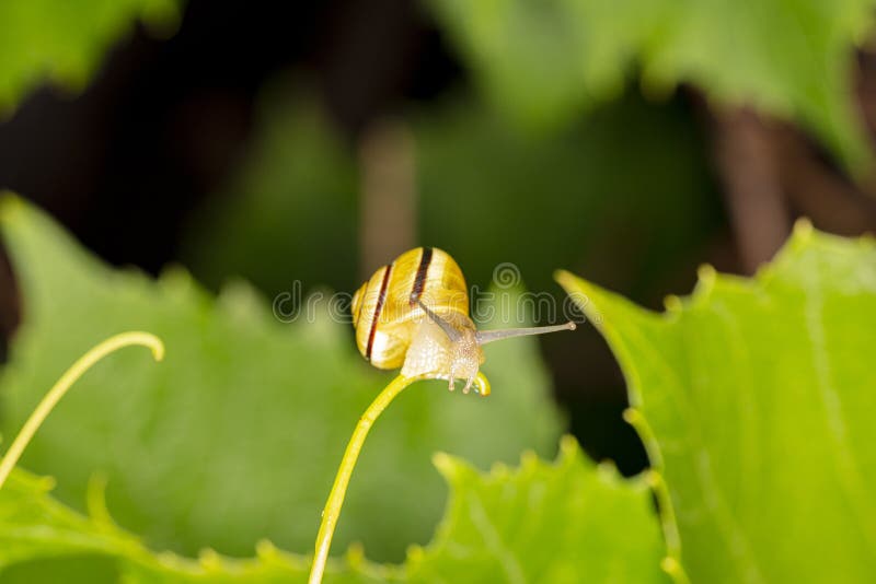 Snail with a Golden Shell Climbs the Stalk of Grass Stock Image - Image ...