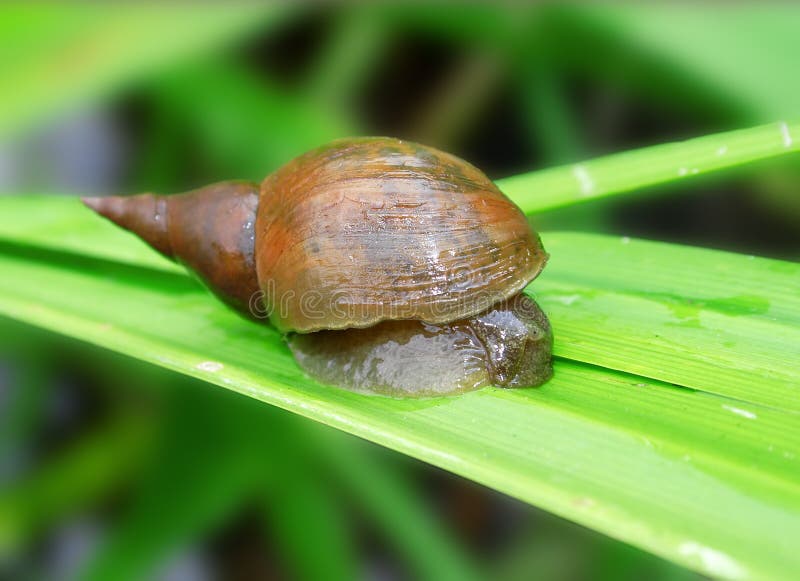 Snail on the grass. stock photo. Image of animals, singl - 6594746