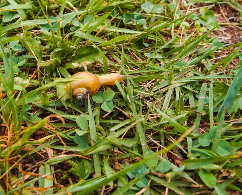 Snail on grass stock photo. Image of crawl, outdoor, nature - 38813454