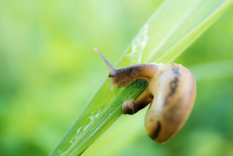 Snail on grass stock photo. Image of macro, garden, background - 176508734
