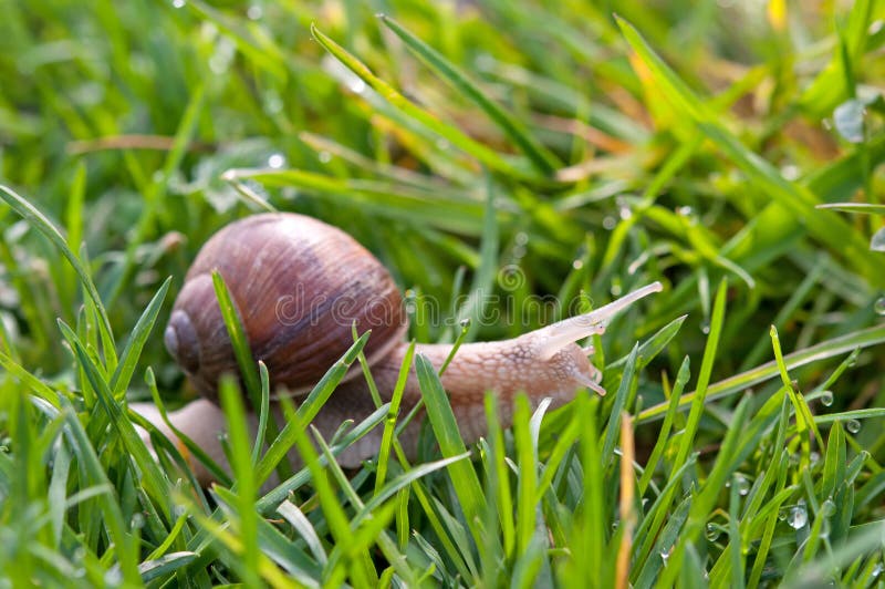 Snail in grass stock image. Image of closeup, grass, cuisine - 62317331