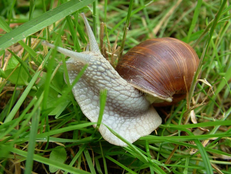 A snail on the grass stock image. Image of farm, green - 95701079
