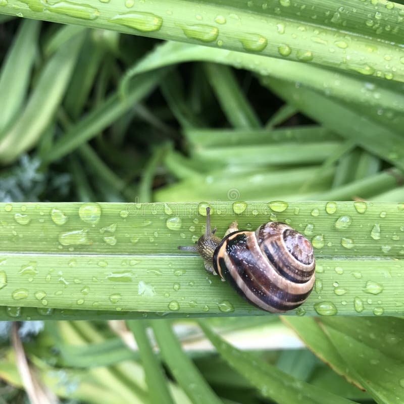 Snail grass green stock photo. Image of geass, snail - 111906794