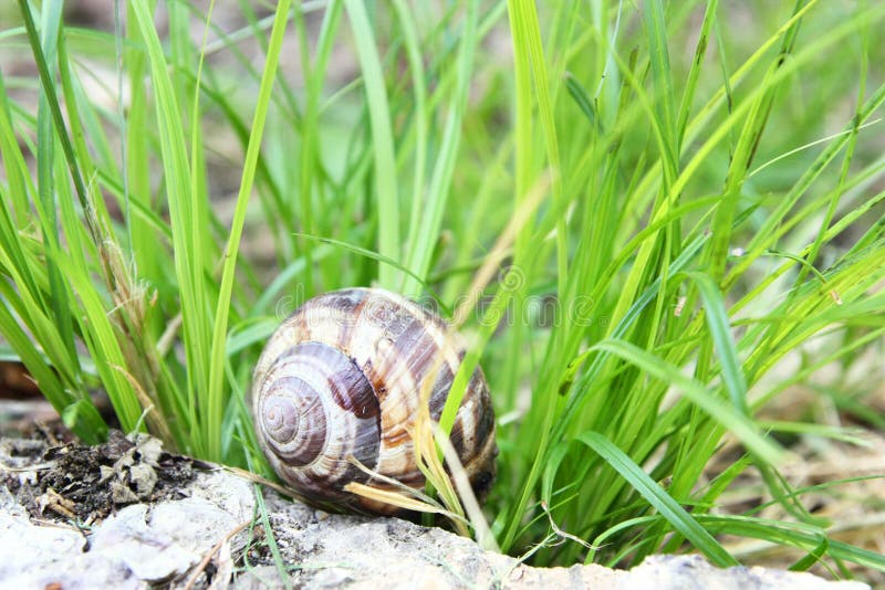 Snail in the grass stock photo. Image of farm, round - 31923170