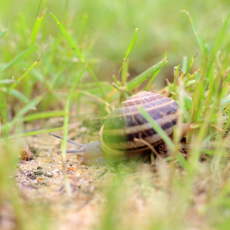 112 Hiding Shell Snail Photos - Free & Royalty-Free Stock Photos from ...
