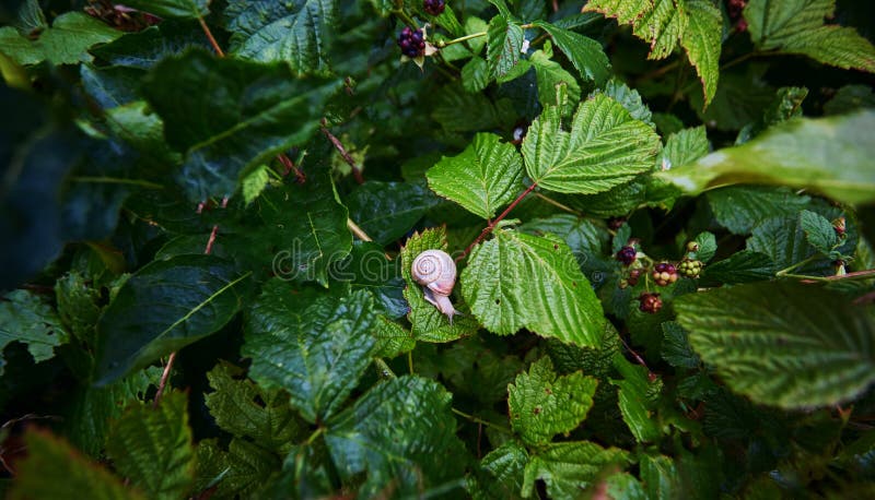 Snail in the grass stock image. Image of animal, crawling - 75783391