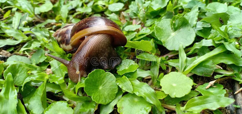 Snail on the Grass and Life in Nature Stock Photo - Image of beetle ...