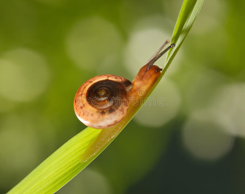 Snail on grass stock image. Image of head, green, detail - 190937475