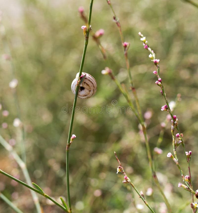 Snail on Grass in Nature. Macro Stock Photo - Image of green, slow ...