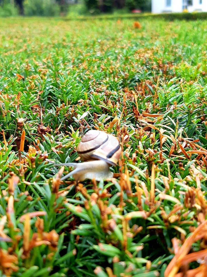 Snail on the grass stock image. Image of produce, lawn - 241141449