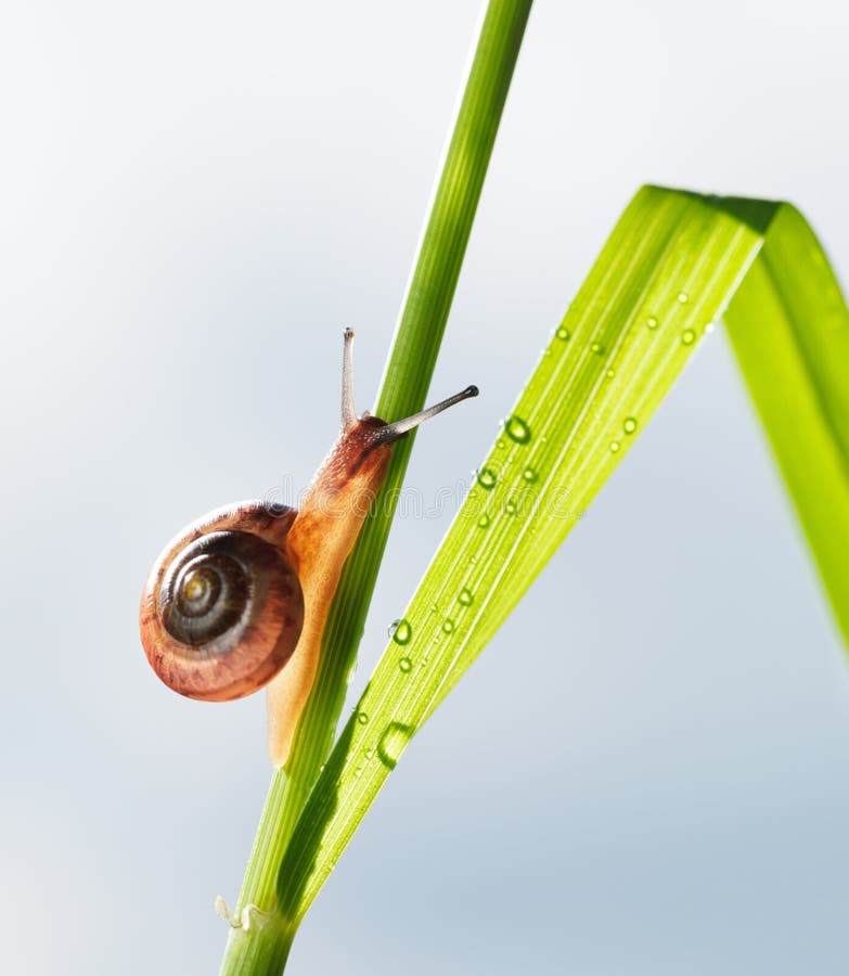 Snail on grass after rain stock photo. Image of environment - 189407100