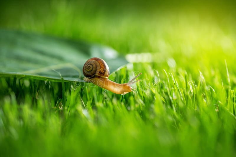 Snail in grass. stock photo. Image of drop, plant, abstract - 117111624