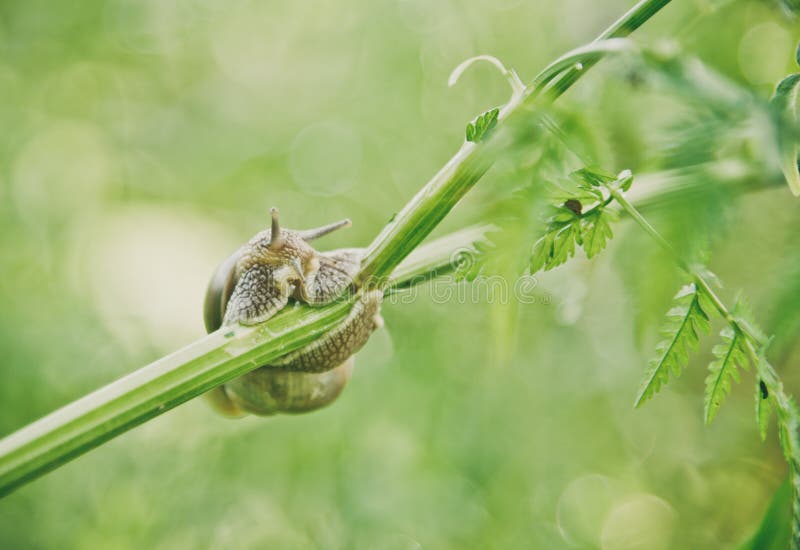 Snail on a grass stalk stock photo. Image of mollusc - 66297450