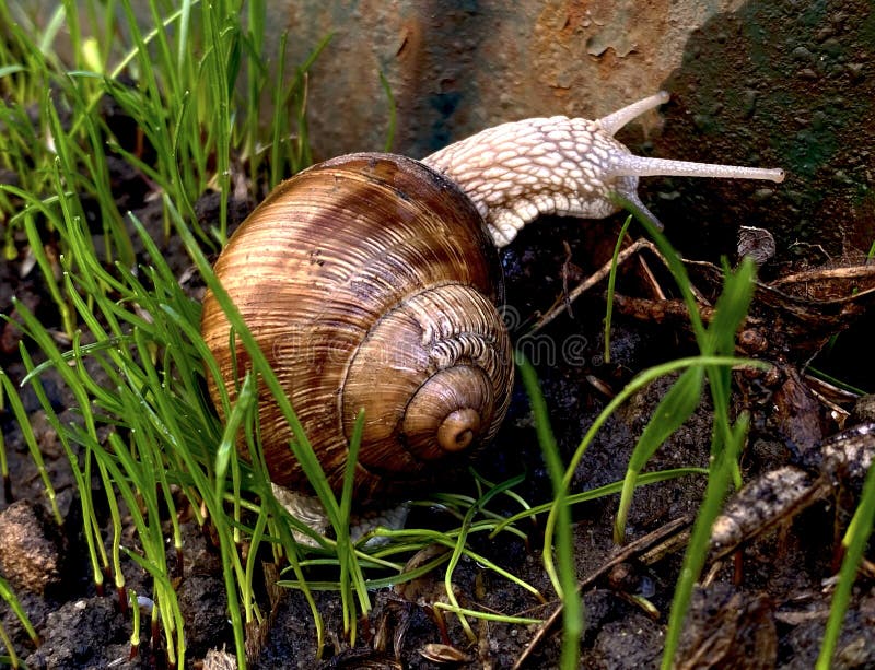Small snail on the grass stock image. Image of reptile - 335657209