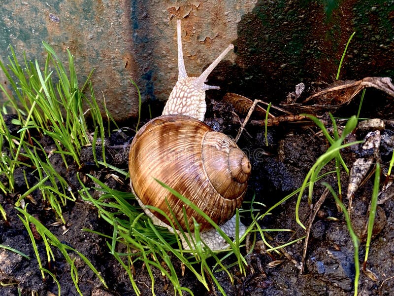 Snail stock photo. Image of invertebrate, food, gastronomy - 335657220