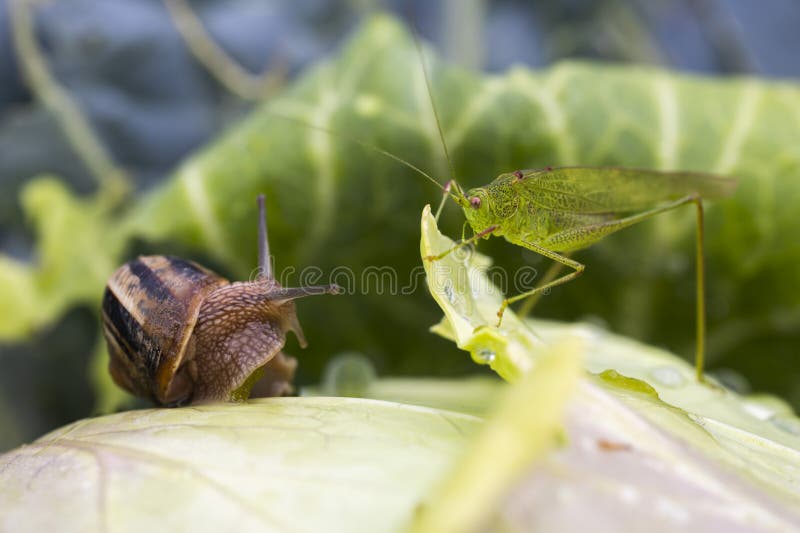 Snail and Grasshopper on Lettuce Stock Image - Image of macro, slug ...