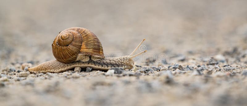 Snail on a gravel path stock photo. Image of snail, macro - 234813384