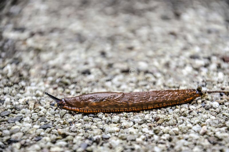 Snail on a gravel path stock photo. Image of outdoor - 117502434