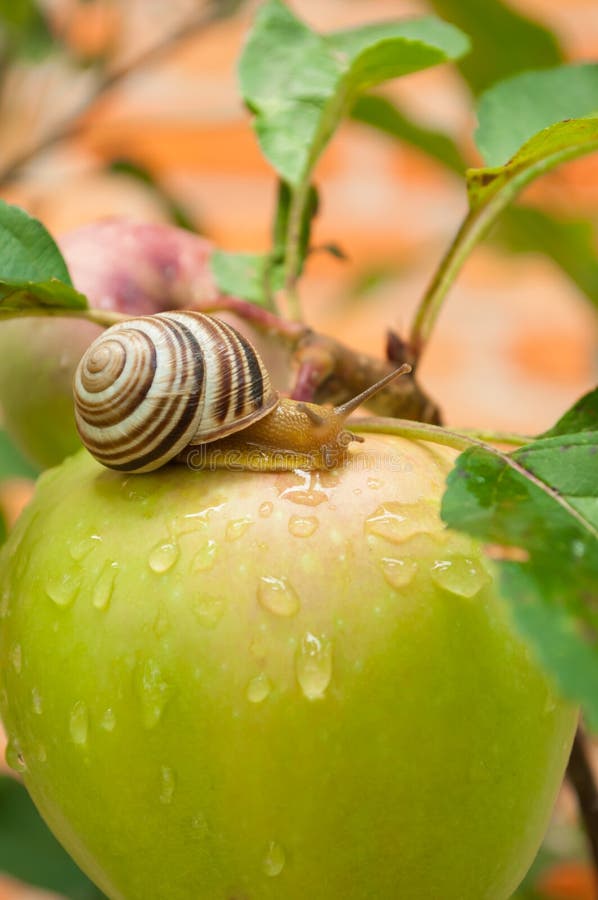 Snail on a green apple stock photo. Image of summer, healthy - 73004434