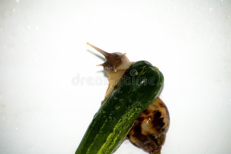 Snail with Green Cucumber Isolated Stock Image - Image of isolated ...