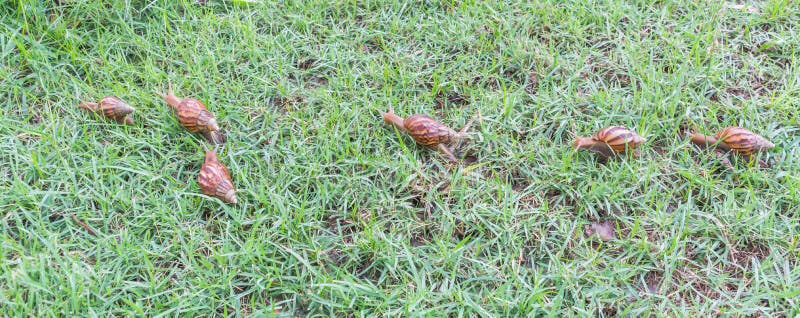 Snail on green grass. stock photo. Image of gastropod - 57292616