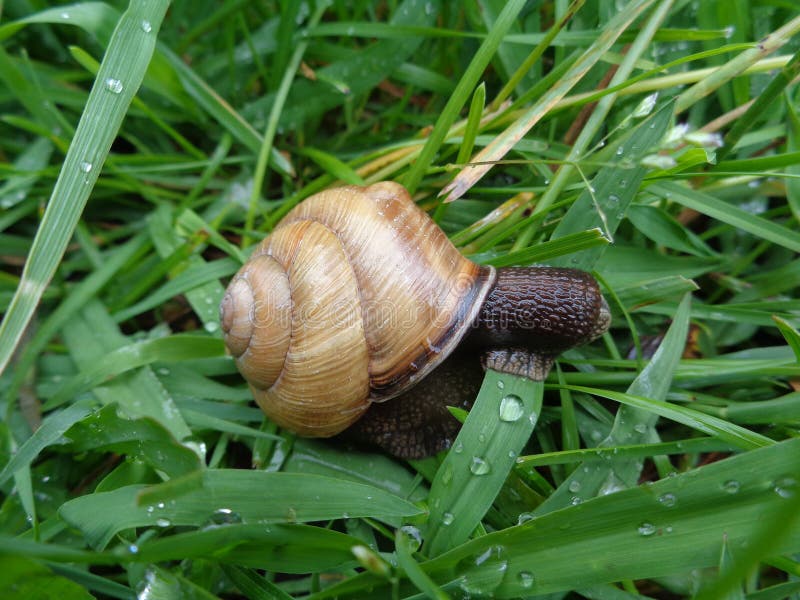 Snail among Green Grass in Drops of Rain Stock Image - Image of grape ...
