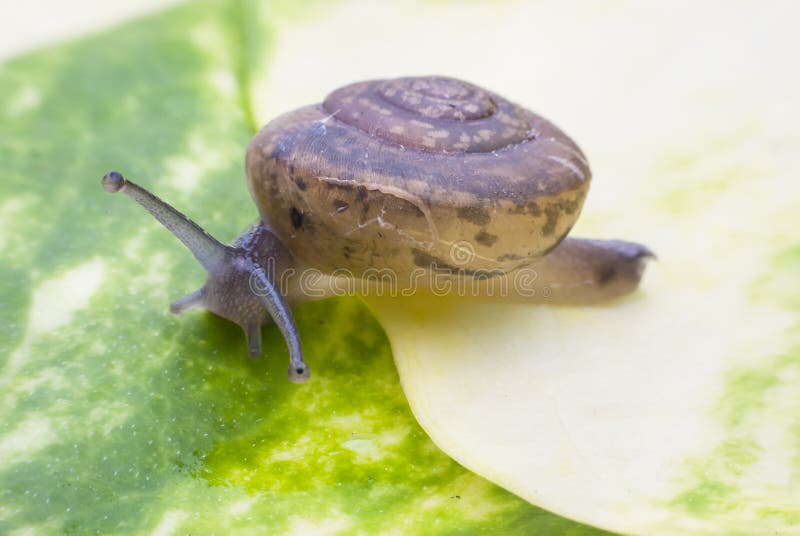 Snail stock image. Image of natural, closeup, close, season - 44323447