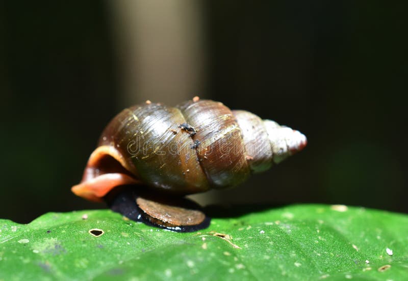 Snail on green leaf stock photo. Image of insect, amphibian - 254200798