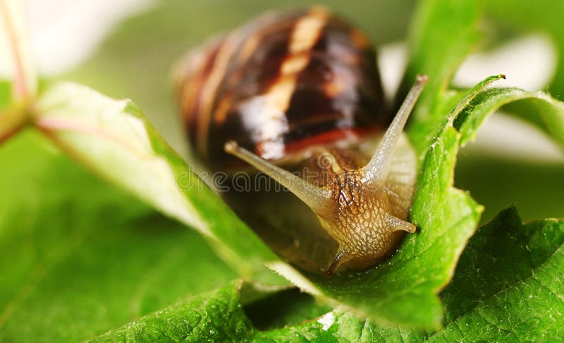 Snail on green stem stock photo. Image of plant, animal - 22146444