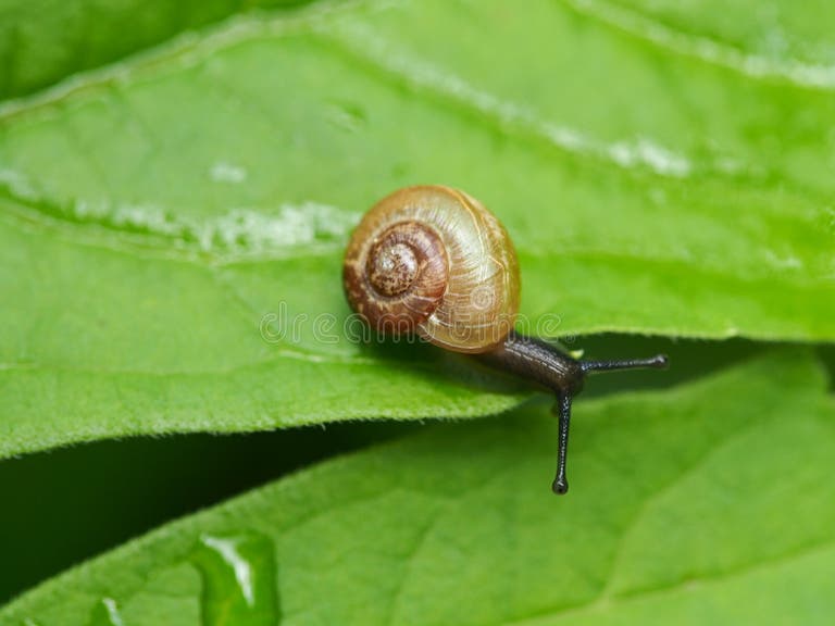 Snail stock image. Image of garden, green, snail, animal - 367727497
