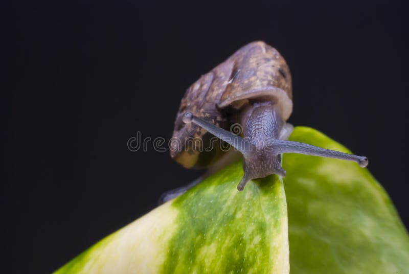 Snail stock image. Image of natural, closeup, close, season - 44323447