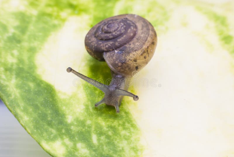 Snail stock image. Image of natural, closeup, close, season - 44323447