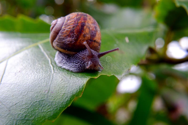 Snail on Green Leaf Moving Crawling Stock Image - Image of crawling ...