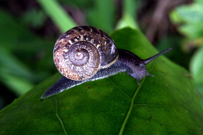 Snail on Green Leaf Moving Crawling Stock Image - Image of crawling ...